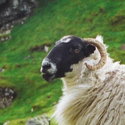 sheep face – Kit Mitchell